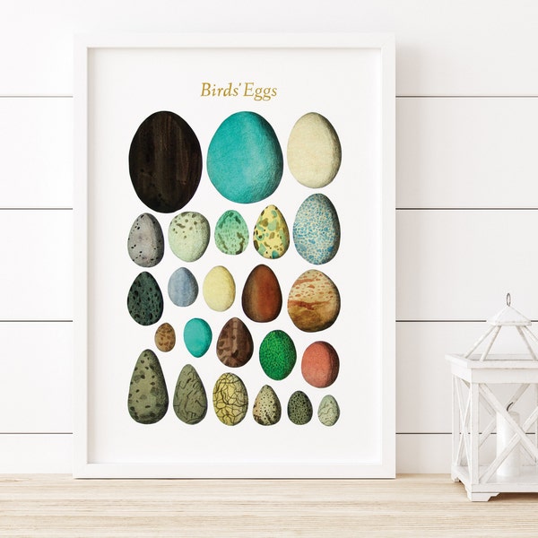Bird Eggs Chart - Etsy
