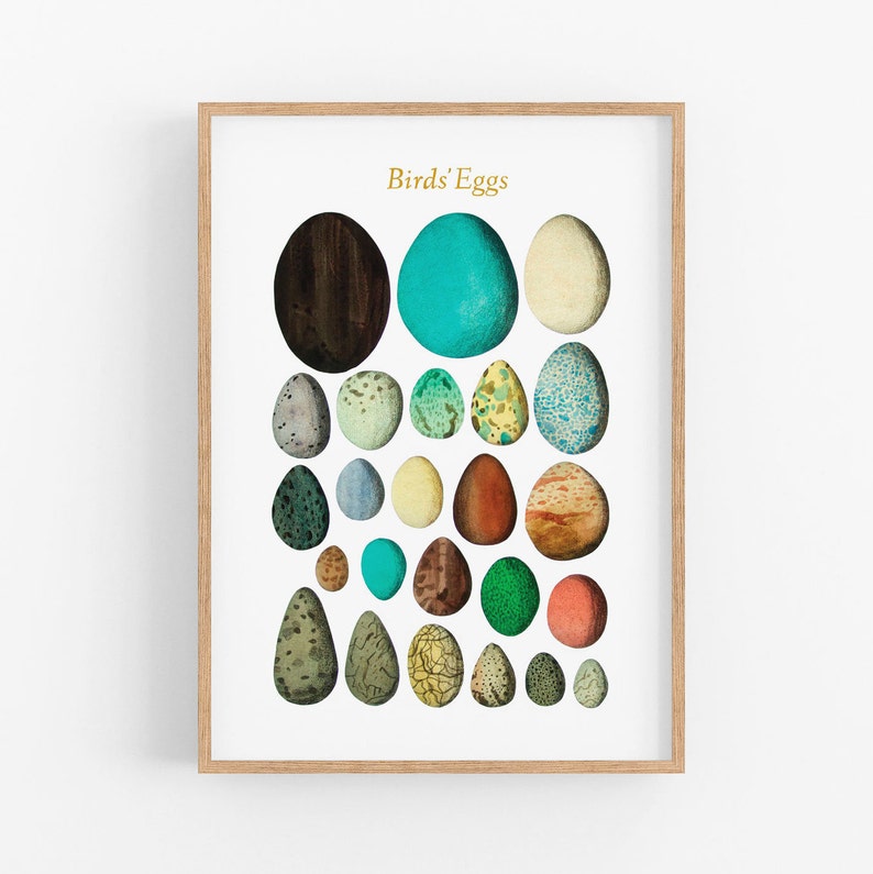 Bird Egg Watercolour Art Print Birds Egg Illustration Wall Etsy