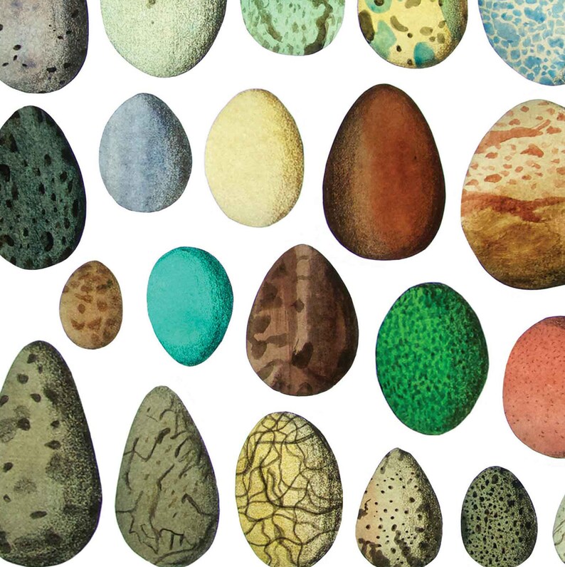 Bird Egg Watercolour Art Print Birds Egg Illustration Wall Etsy