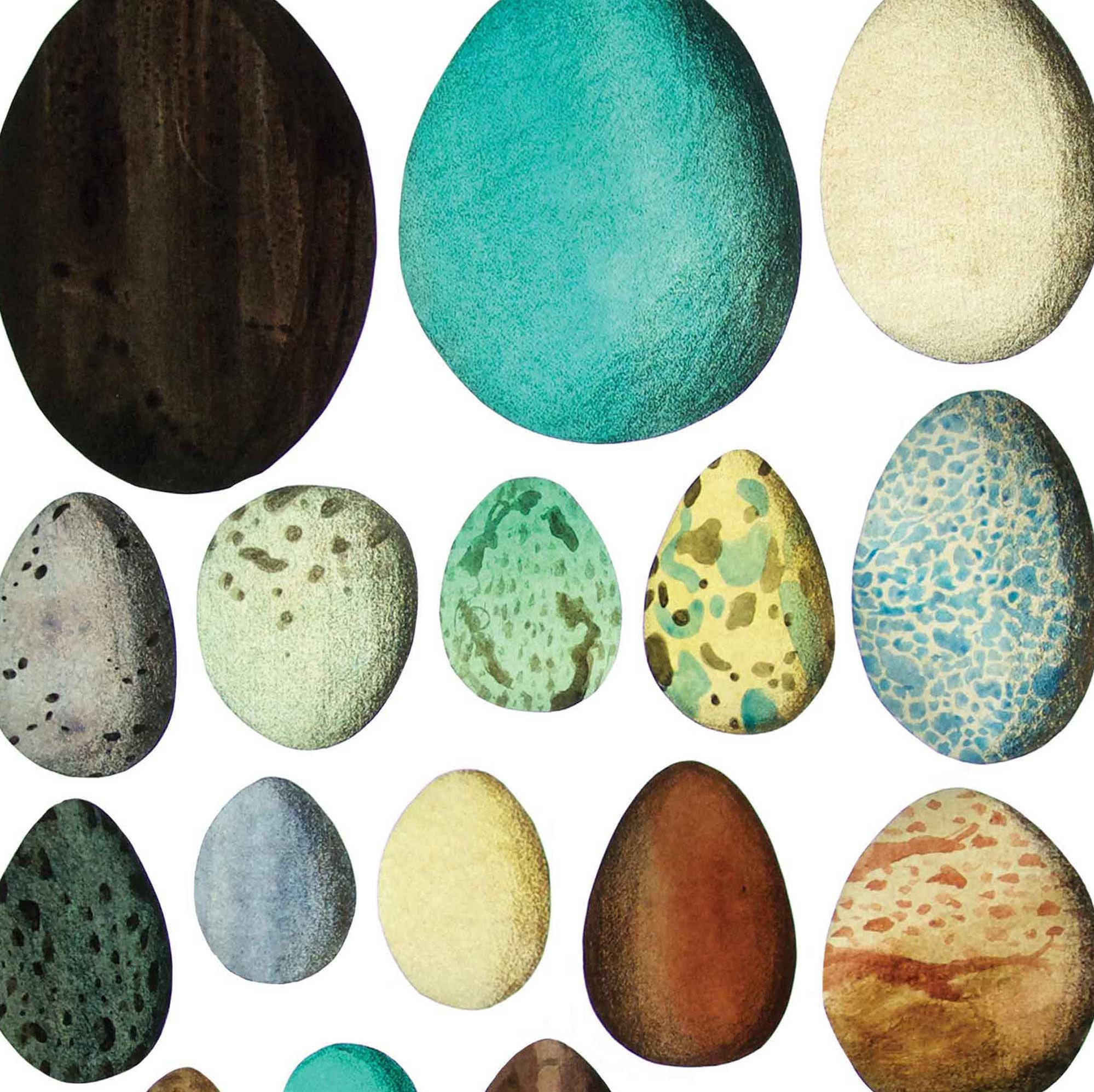 Bird Egg Watercolour Art Print, Birds Egg Illustration Wall Art ...