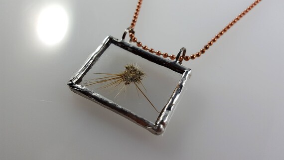 Cactus Spine Wunderkammer Tenochtitlan Microscope Slide | Etsy