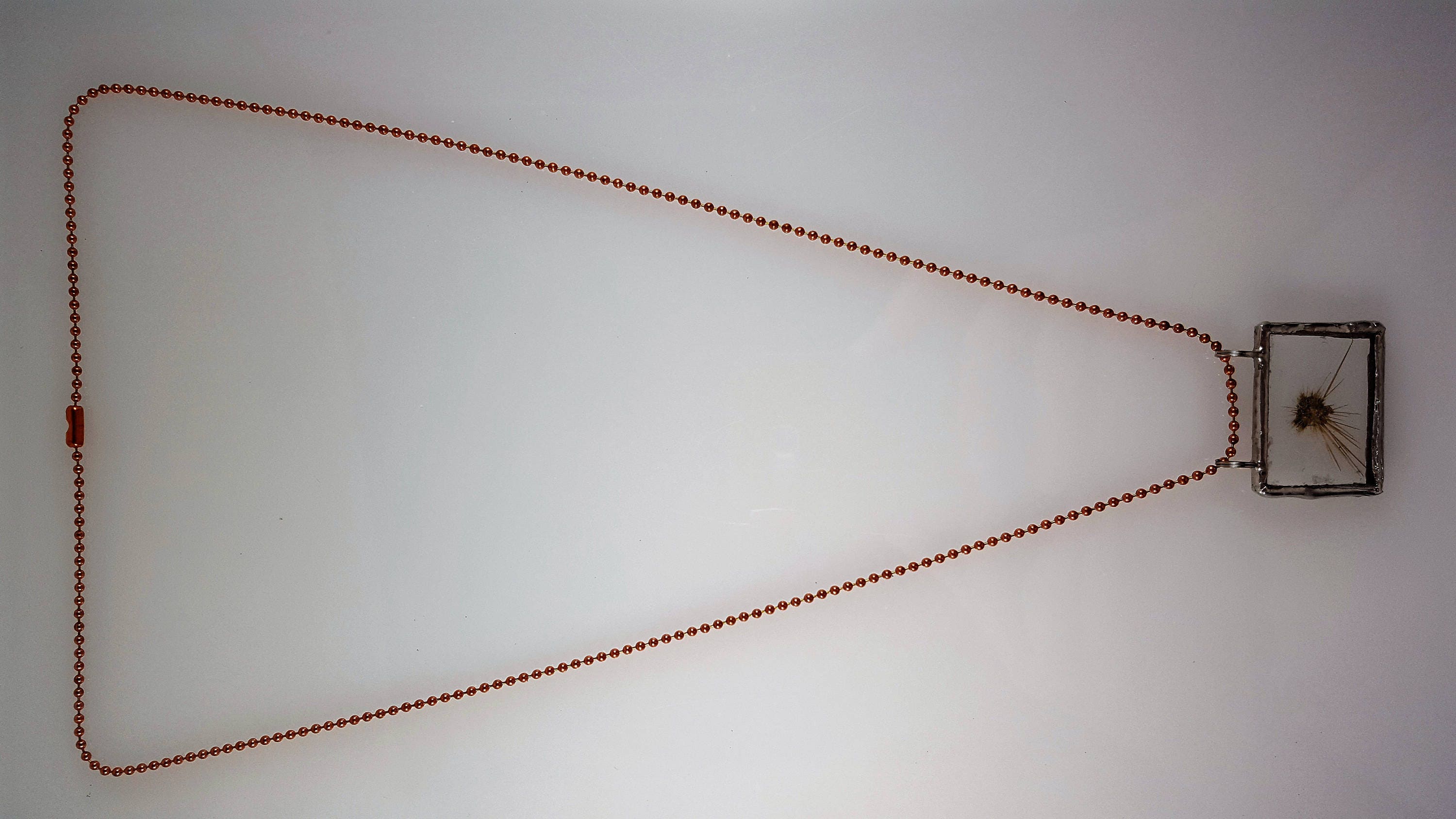 Cactus Spine Wunderkammer Tenochtitlan Microscope Slide - Etsy