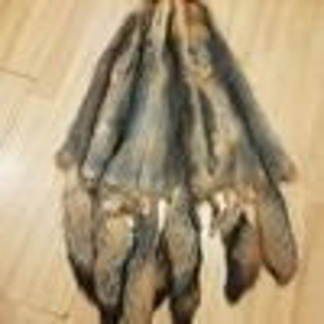Grey Fox Native American Hunt Trap Cabin Decorate Taxidermy Fur Pelt ...