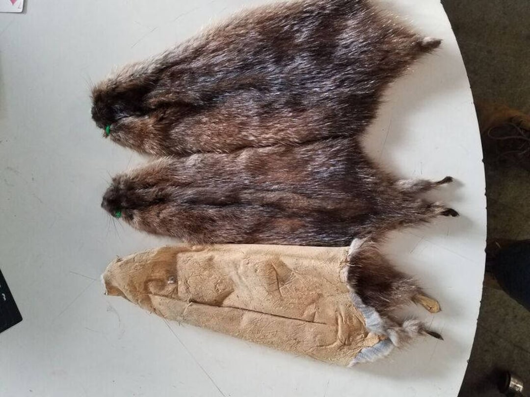 Muskrat Fur Pelt Tanned Craft Leather Taxidermy Hunting Cabin Decor - Etsy