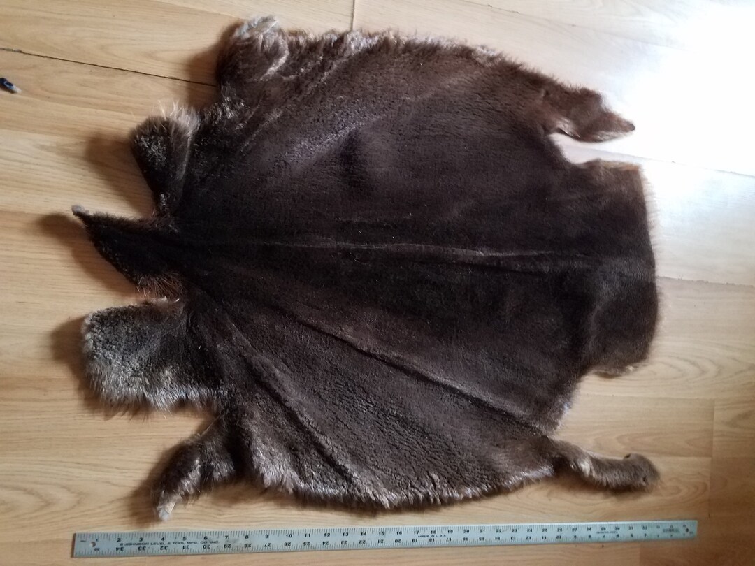 Sheared Beaver Fur Pelt Hide Native American Trap Taxidermy Oddities - Etsy