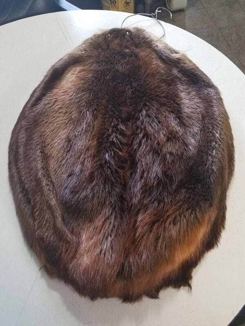 Beaver Fur Pelt Hide Trap Hunt Cabin Native American Taxidermy - Etsy