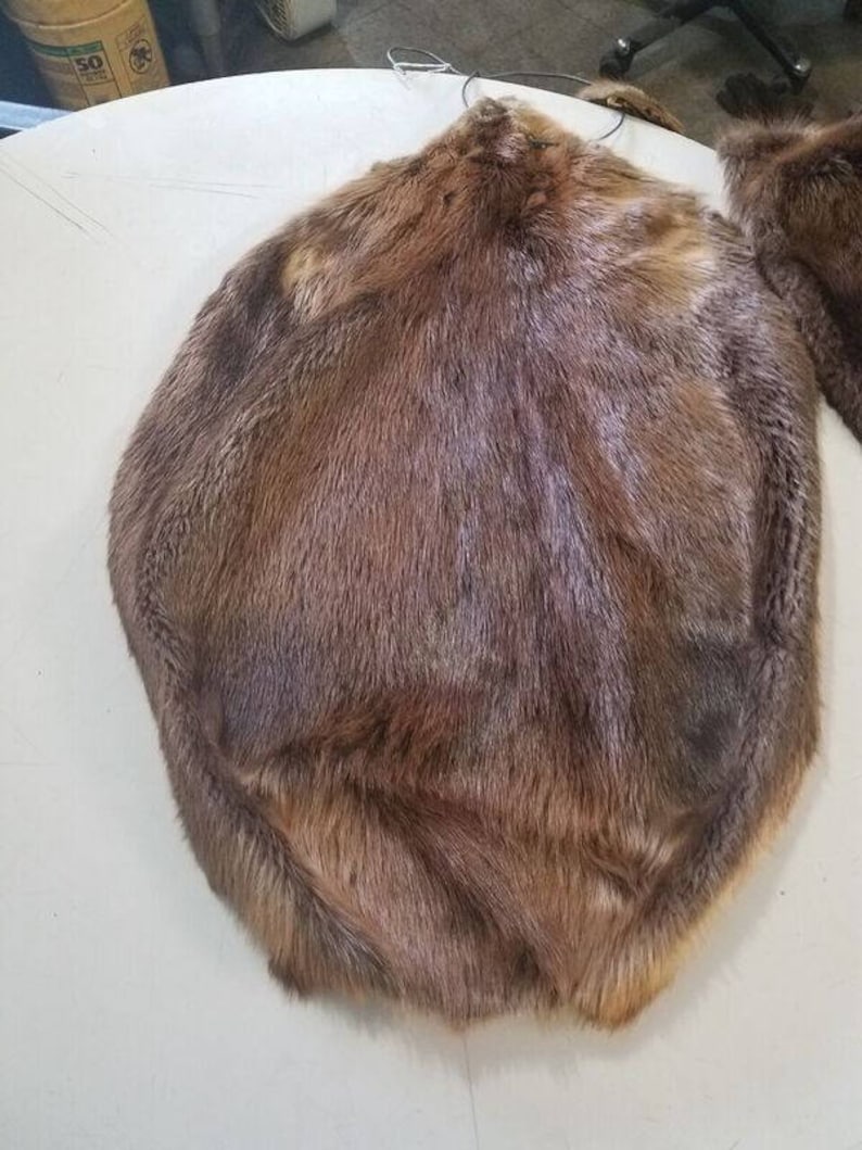 Beaver Fur Pelt Hide Trap Hunt Cabin Native American Taxidermy - Etsy