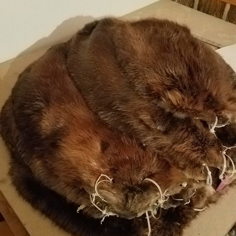 Beaver Pelt - Etsy