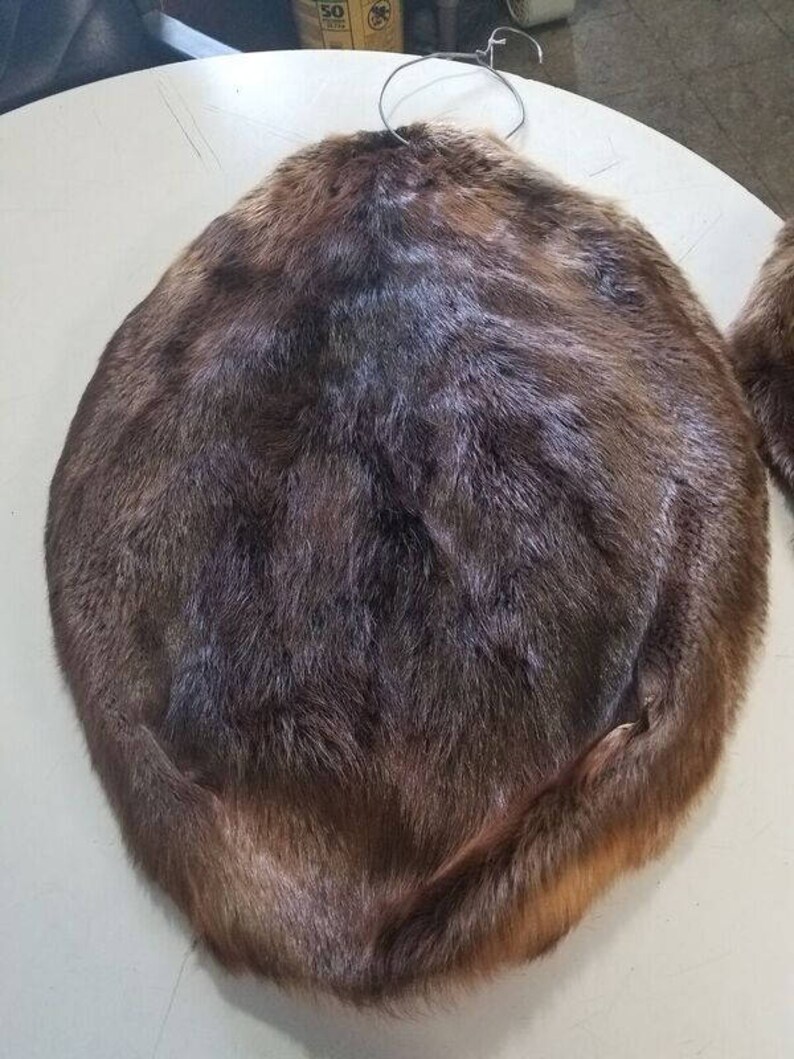 Beaver Fur Pelt Hide Trap Hunt Cabin Native American Taxidermy - Etsy