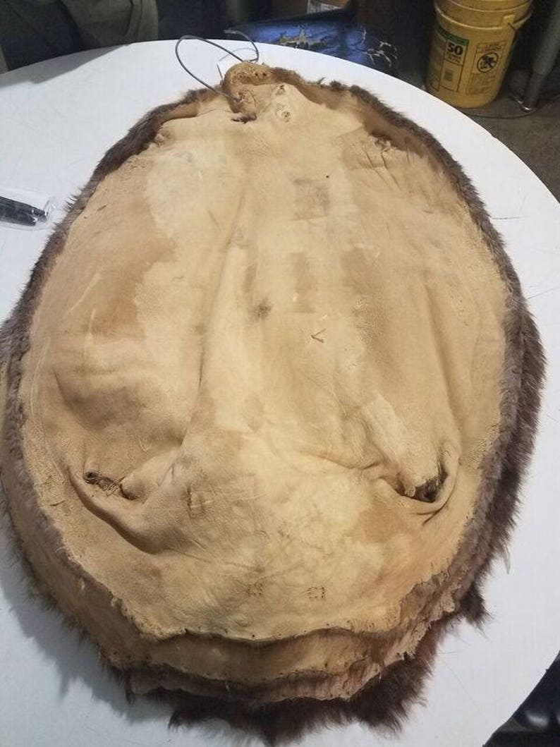 Beaver Fur Pelt Hide Trap Hunt Cabin Native American Taxidermy Decorate ...