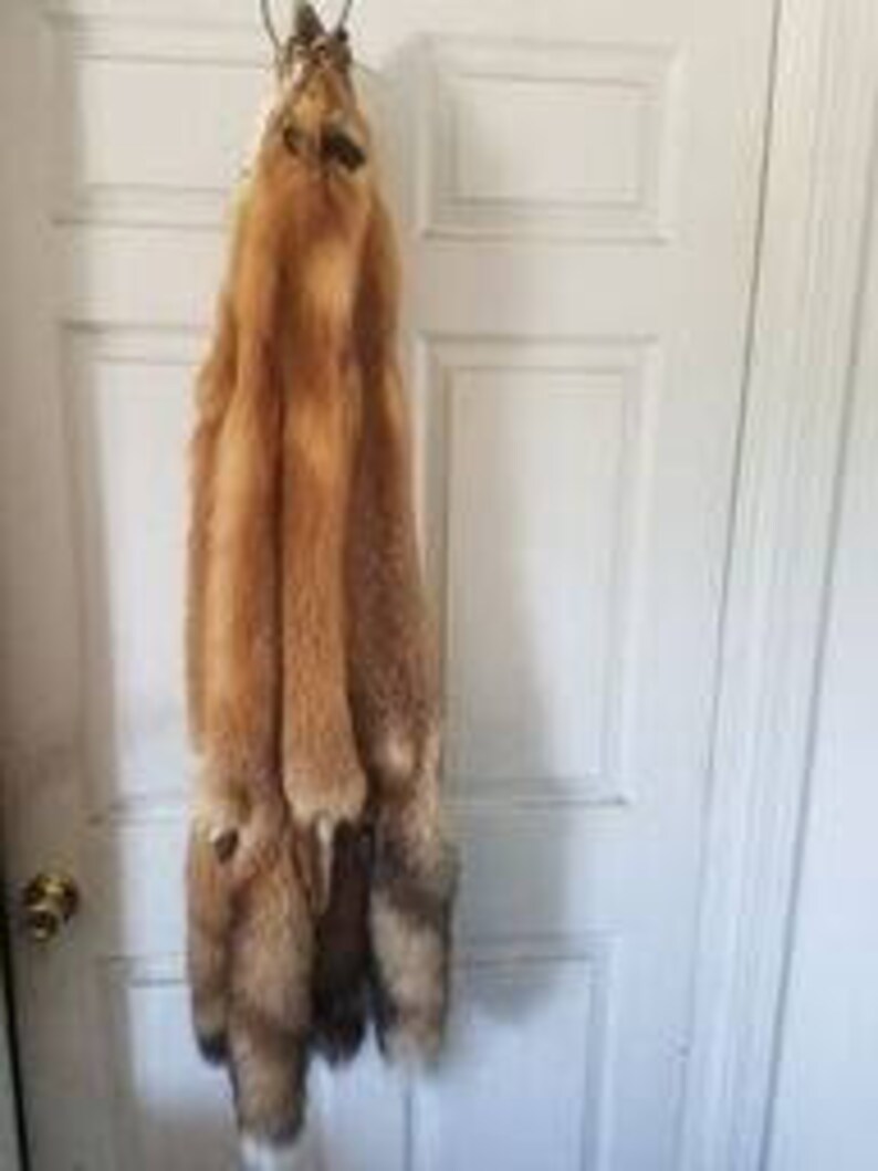 Red Fox Cabin Fur Pelt Trap Taxidermy Native American - Etsy