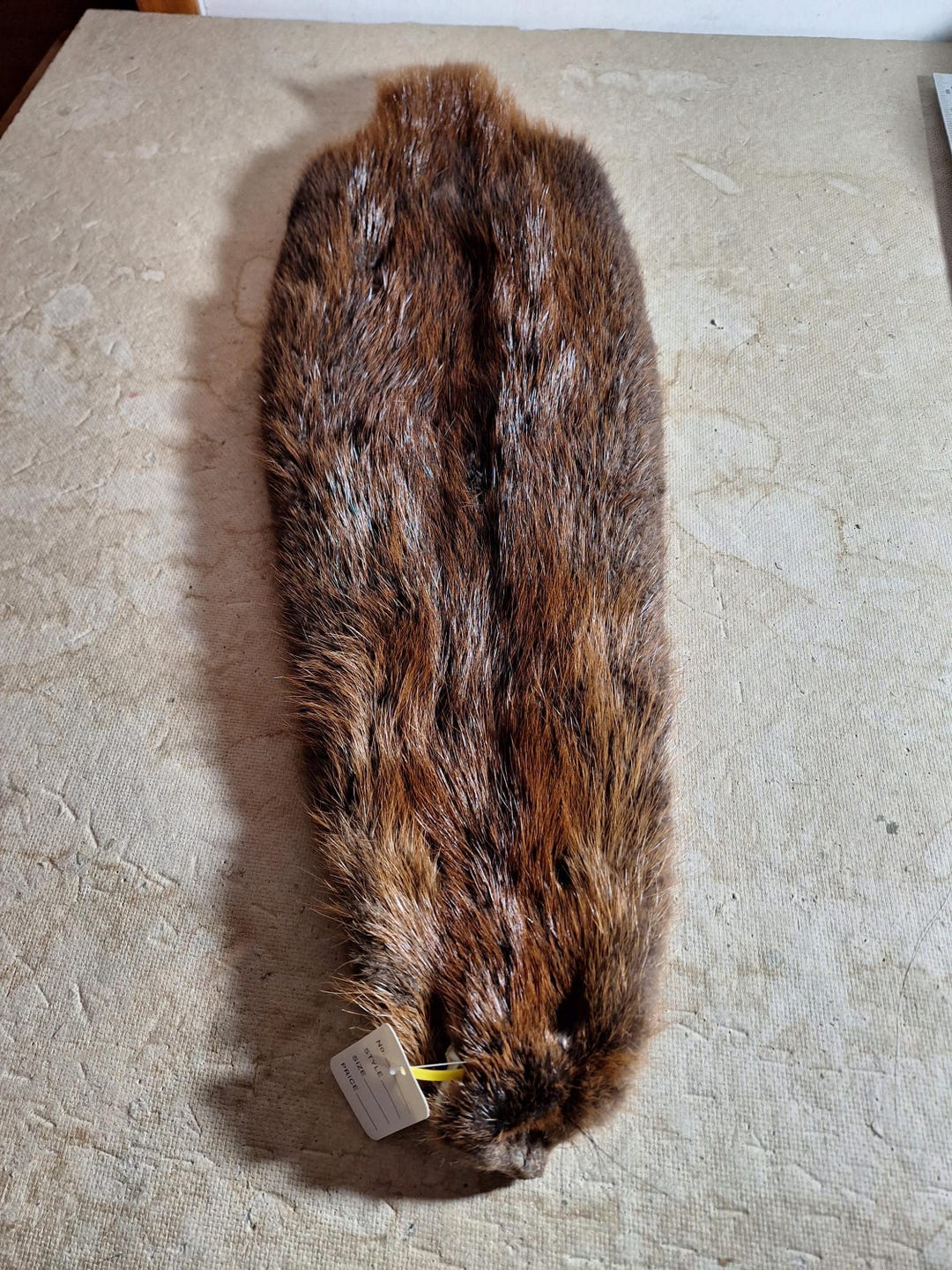 Tanned Beaver Fur Pelt Hide Trap Native American Cabin Decore - Etsy