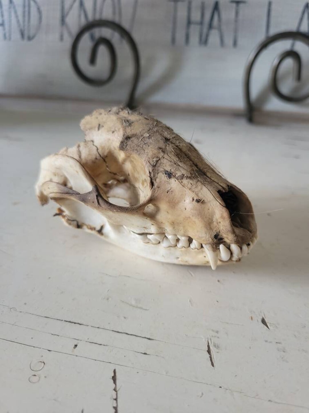 Cráneo de mapache Huesos de la mandíbula Dientes de mapache - Etsy México