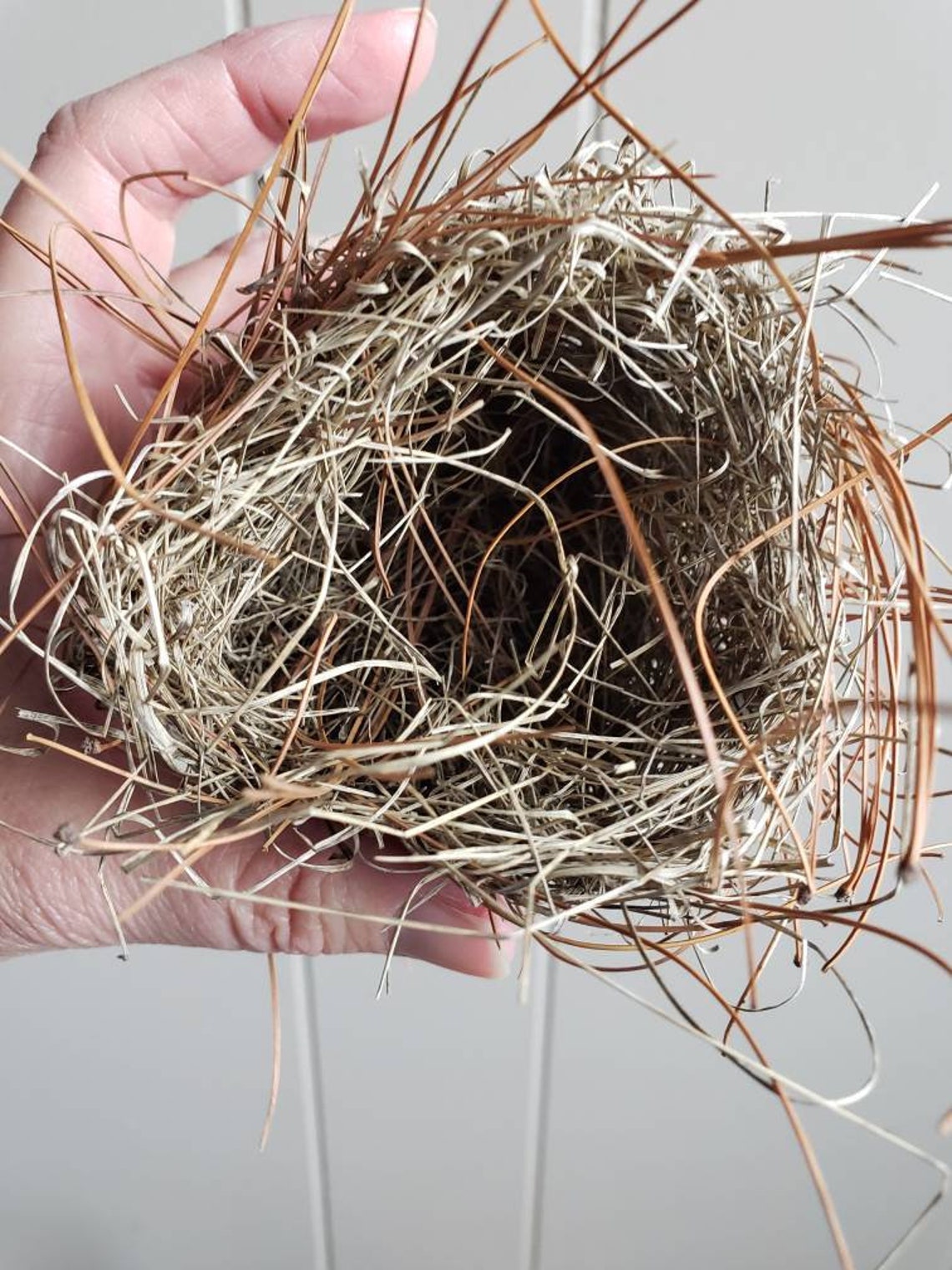 Real Bird Nest All Natural nest Bird's Nest Bird Nest | Etsy