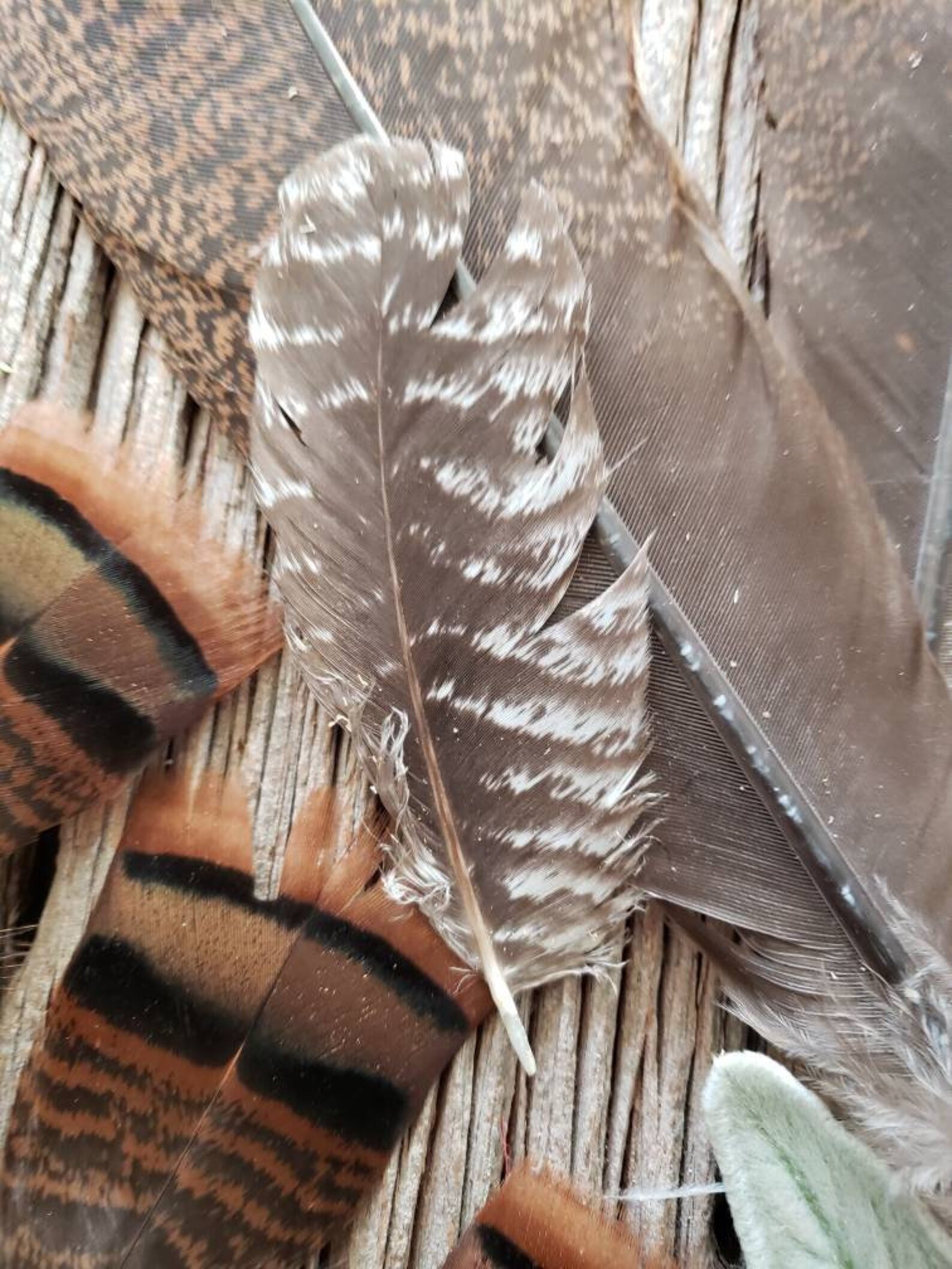 Wild Turkey Feathers - Etsy