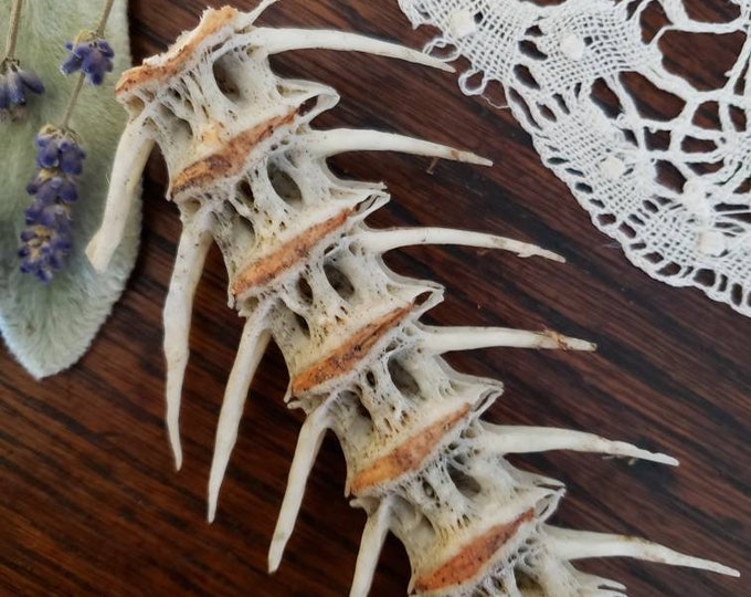 Real Fish Bones, Real Fish Vertebrae, Specimen, Weird, Oddity, Carp ...