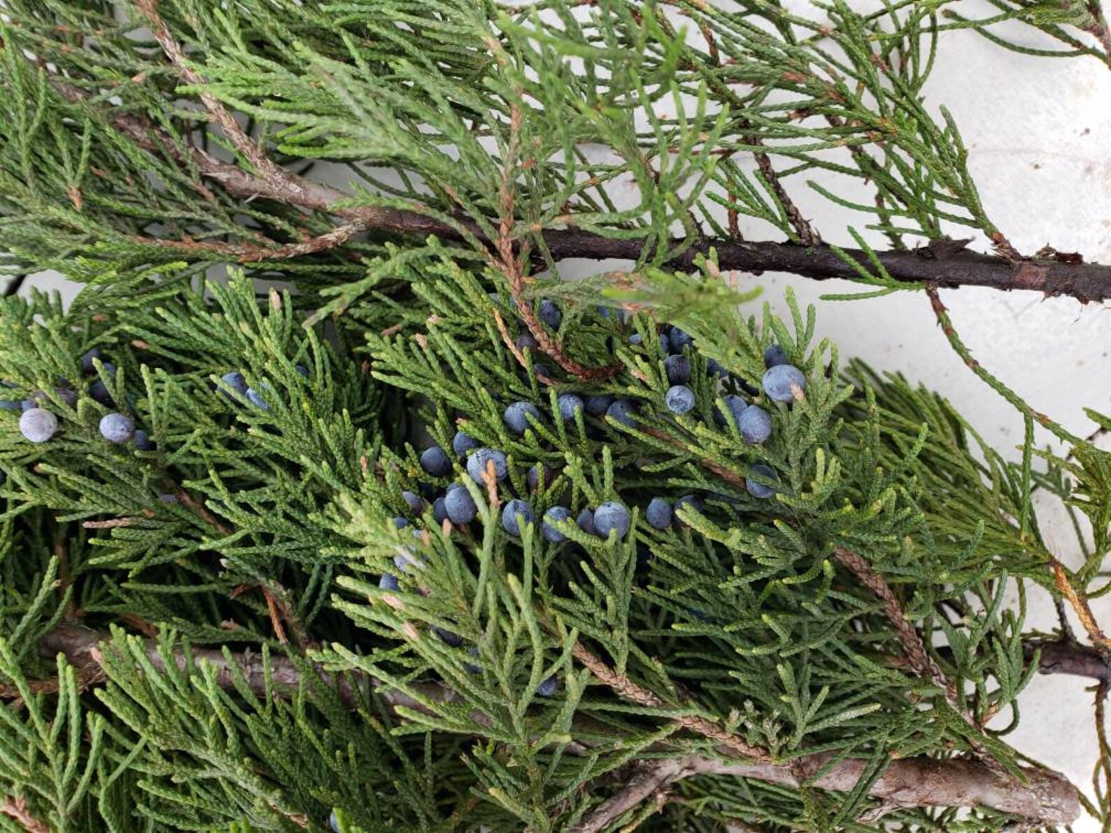 Juniper Greenery Fresh Cut Juniper Blue Berries Greenery For | Etsy