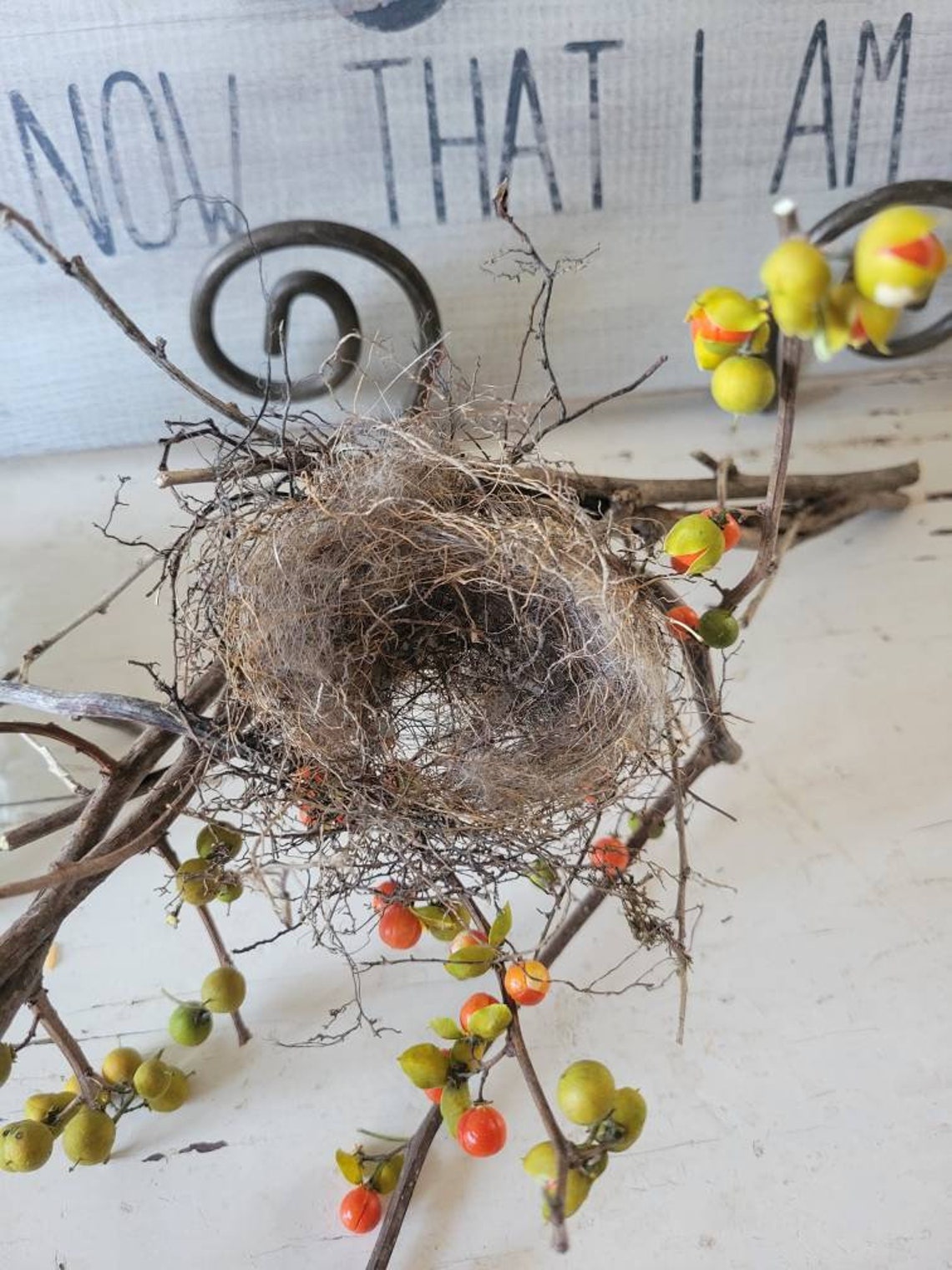 Real Bird Nest All Natural Nest Bird's Nest Decrative - Etsy