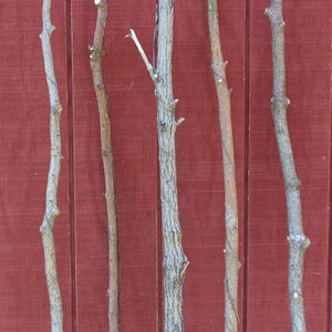 Walking Stick Hiking Stick Sassafras Sticks All Natural | Etsy