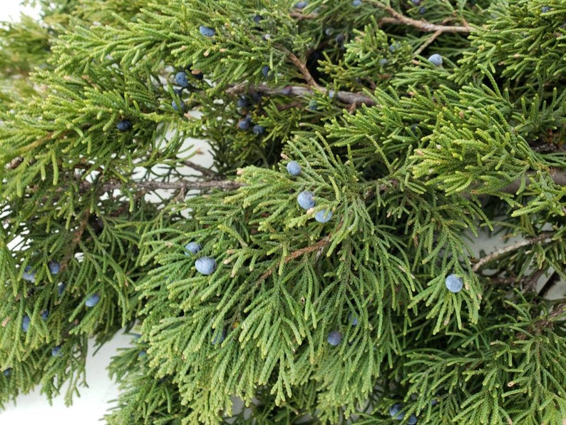 Juniper Greenery Fresh Cut Juniper Blue Berries Greenery For | Etsy