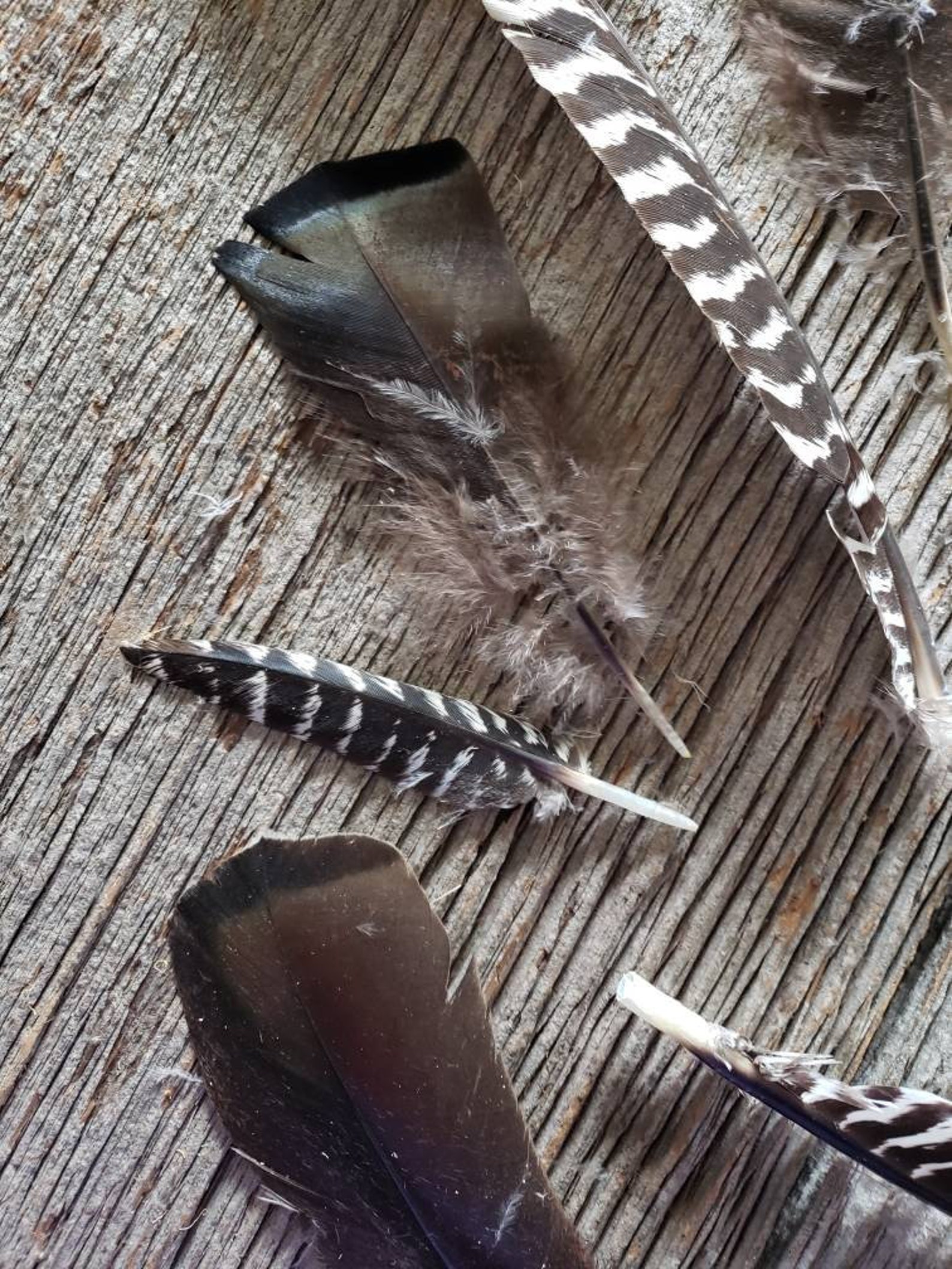 Wild Turkey Feathers - Etsy