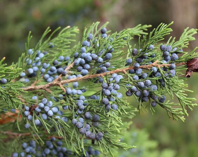 Juniper Greenery Fresh Cut Juniper Blue Berries Greenery for - Etsy