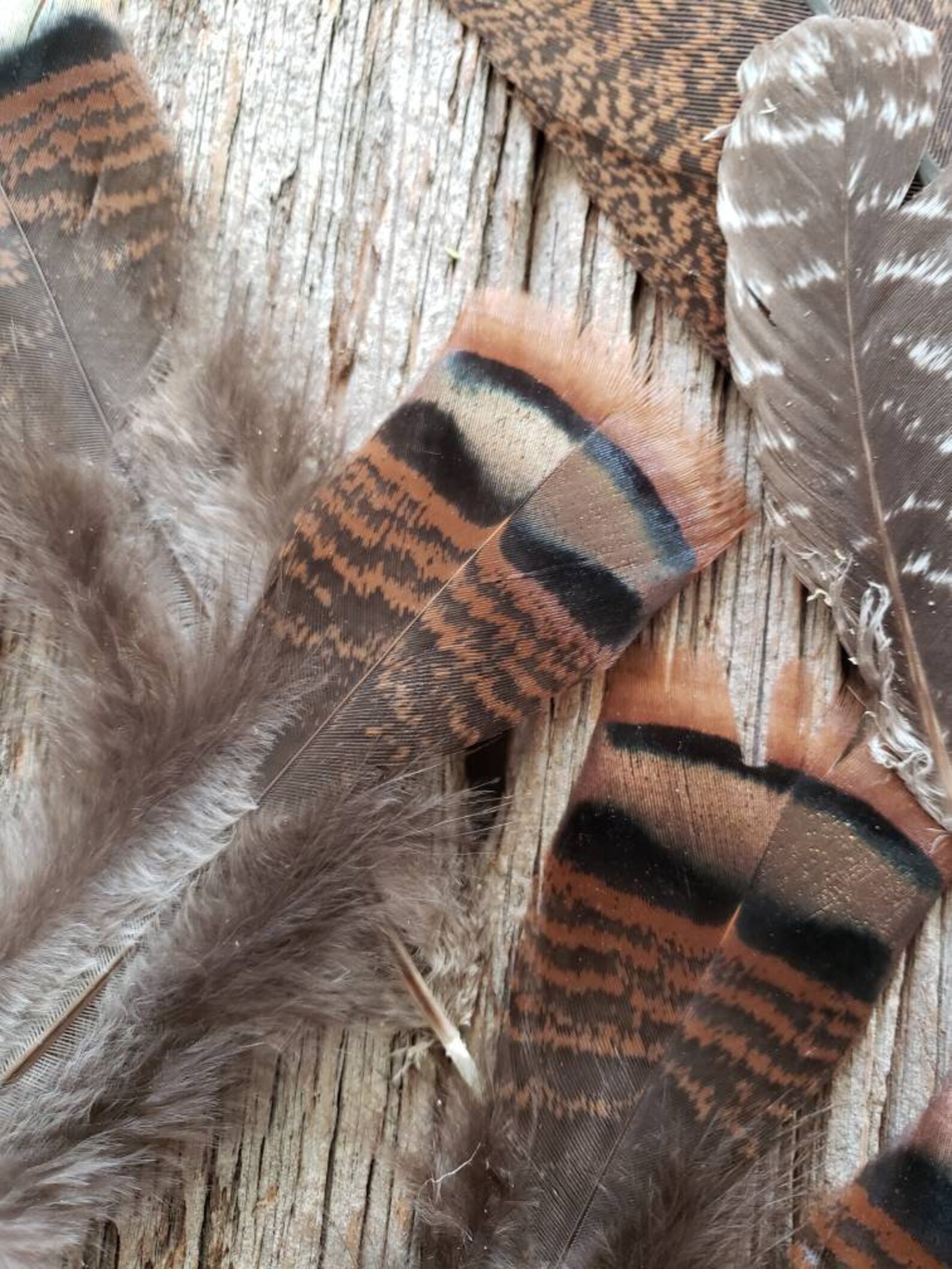 Wild Turkey Feathers - Etsy