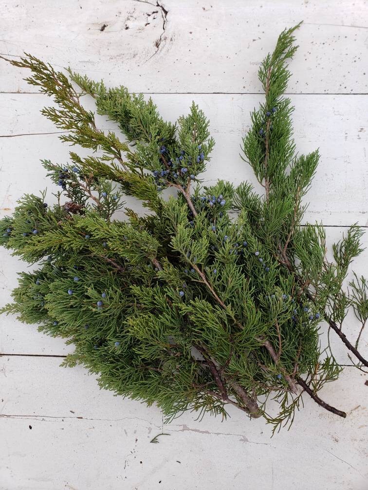 Juniper Greenery Fresh Cut Juniper Blue Berries Greenery For | Etsy