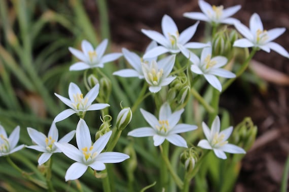 Star of Bethlehem Flower Star of Bethlehem Bulbs Rare - Etsy