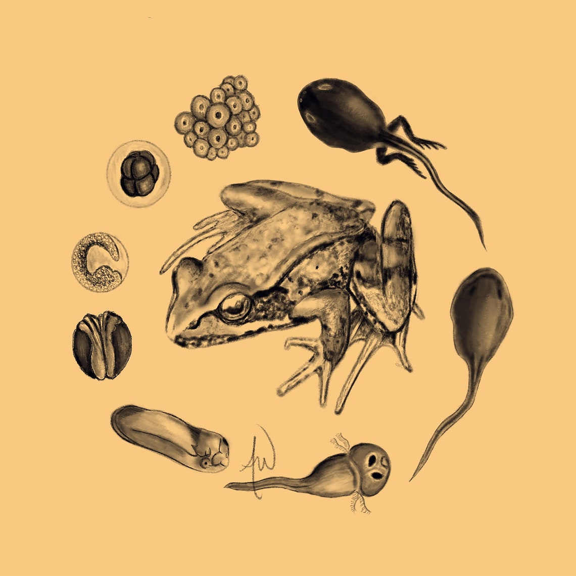 Metamorphosis - Frog Life Cycle Illustration - Giclee Print - Etsy