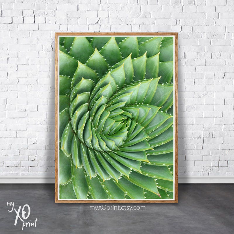 Cactus Wall Art Succulent Print Spiral Poster Plant Decor - Etsy
