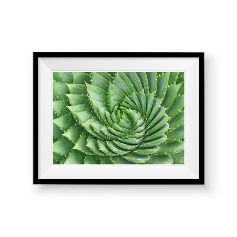 Cactus Wall Art, Succulent Print, Spiral Poster, Plant Decor, Printable ...