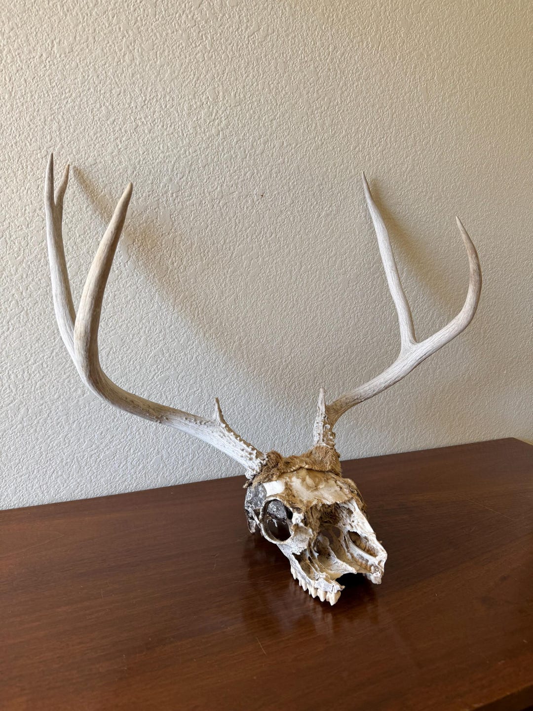 Mule Deer Skull From Arizona - Etsy