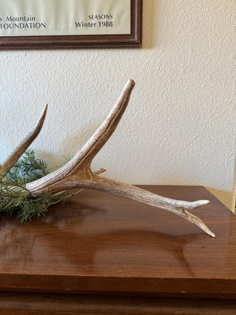 RARE Elk Antler From Arizona - Etsy