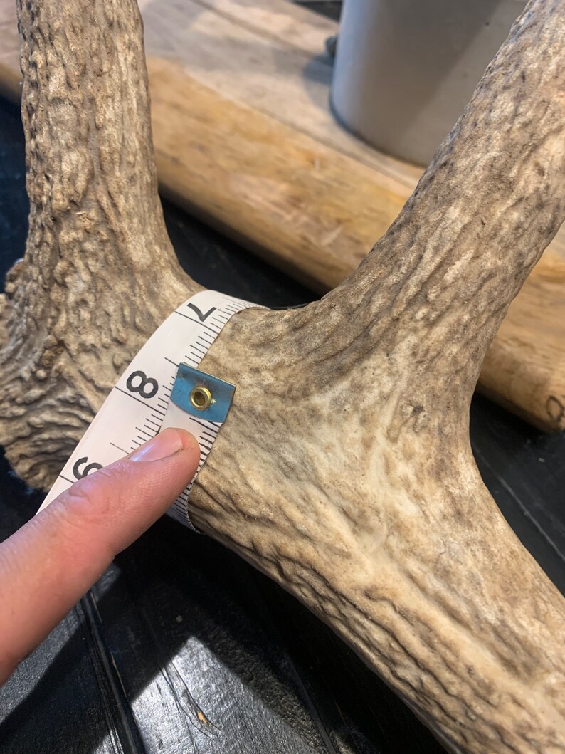 HUGE Arizona Elk Antler - Etsy