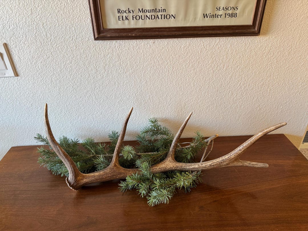 RARE Elk Antler From Arizona - Etsy