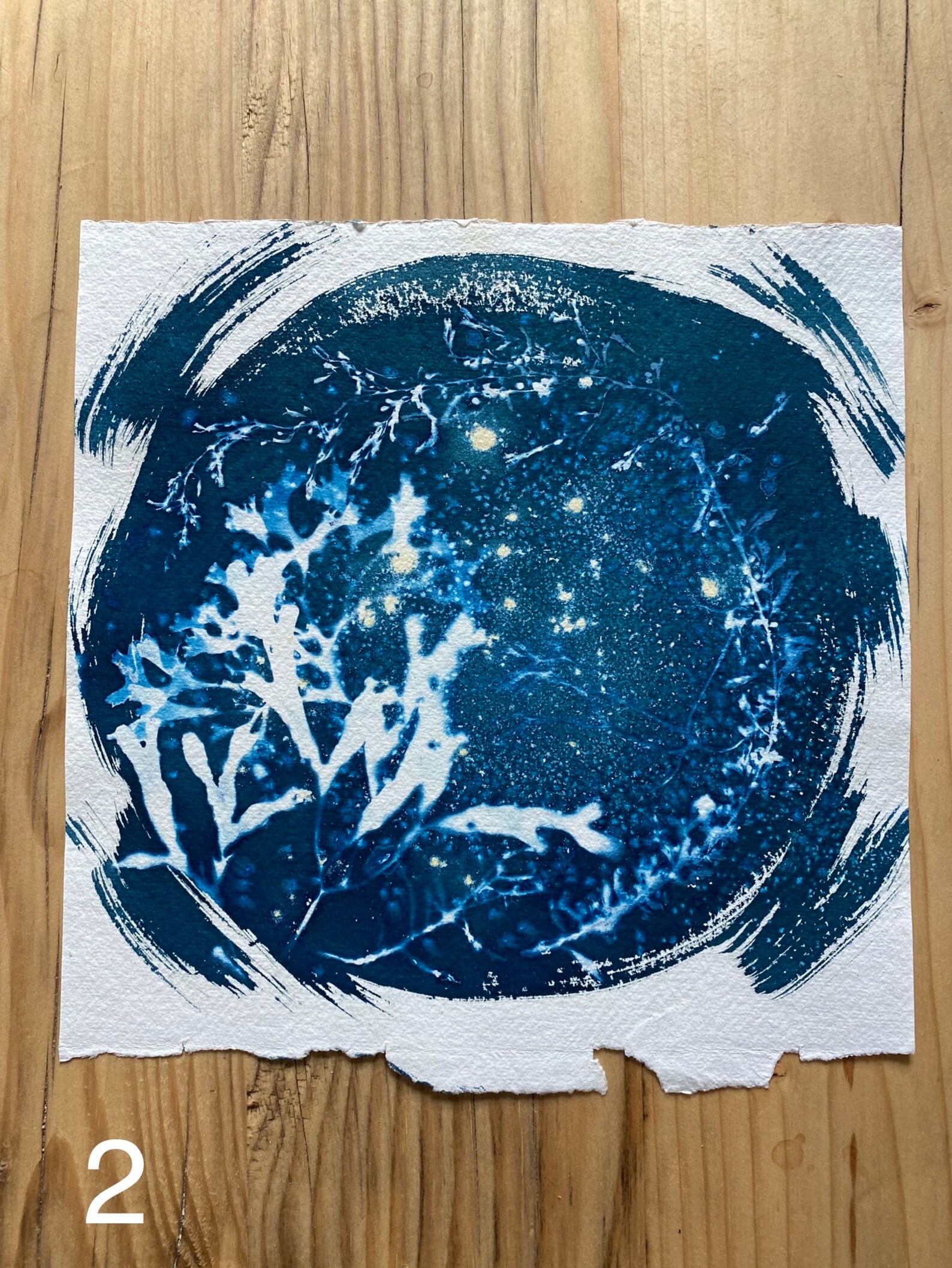Cyanotype (sun Print) Photogram of Seaweed Washed up on the ...