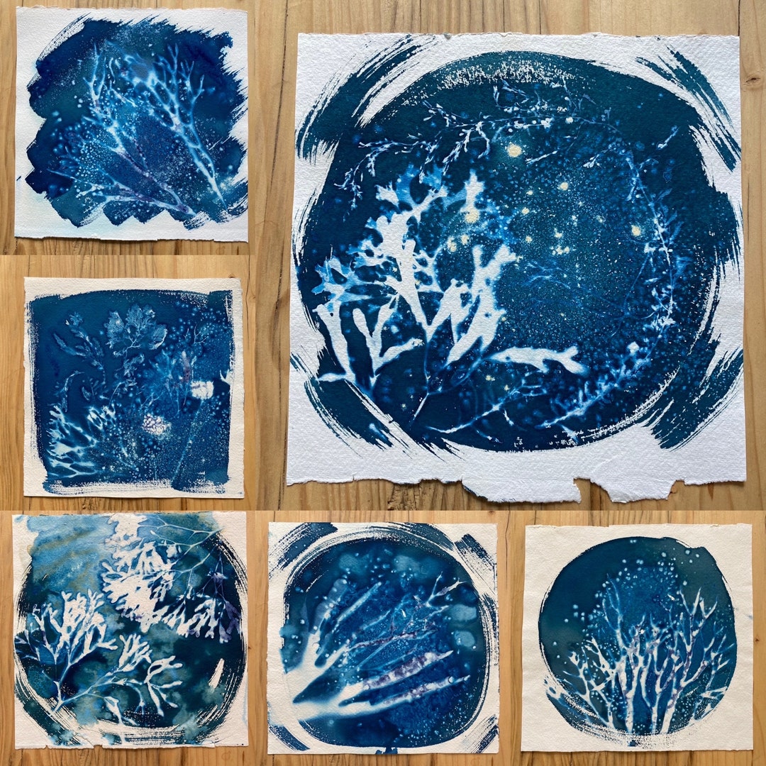Cyanotype (sun Print) Photogram of Seaweed Washed up on the ...