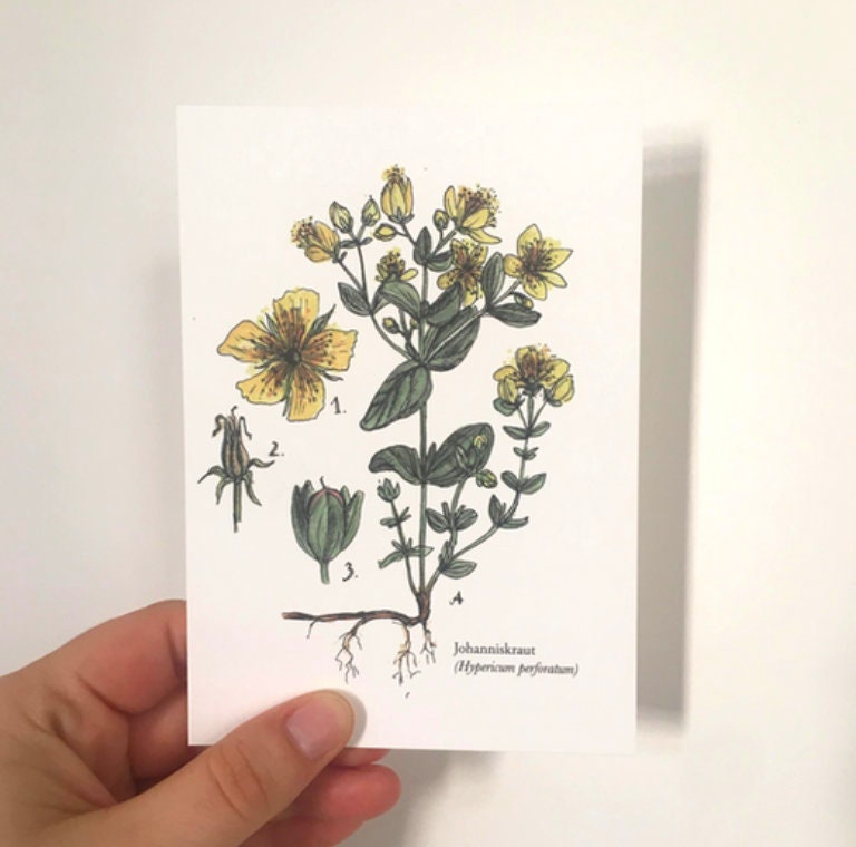 Postcard 'st. John's Wort' Recycled Paper, Natural Paper, Illustration ...