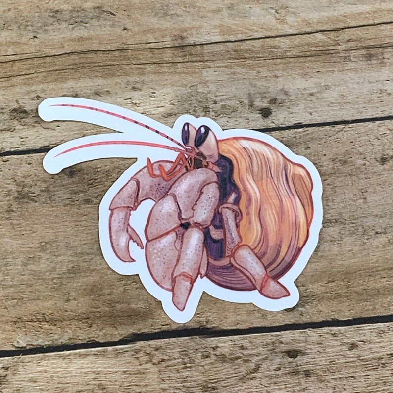 Hermit Crab in Shell Sticker Crab Decal Waterproof Vinyl | Etsy