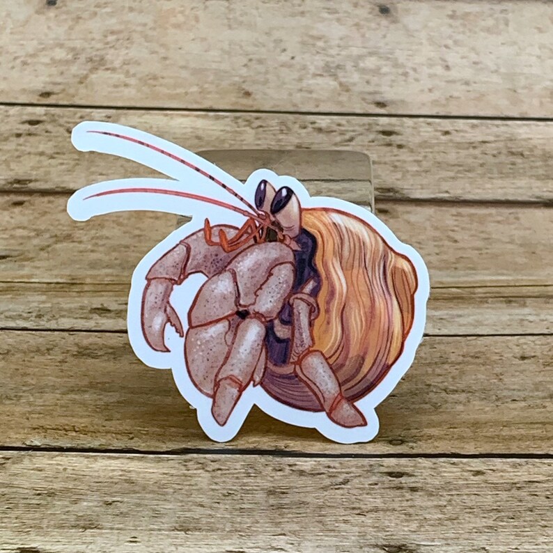 Hermit Crab in Shell Sticker Crab Decal Waterproof Vinyl | Etsy