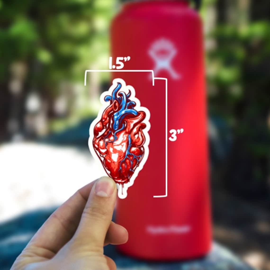 Anatomical Heart Sticker Real Heart Illustration Decal | Etsy