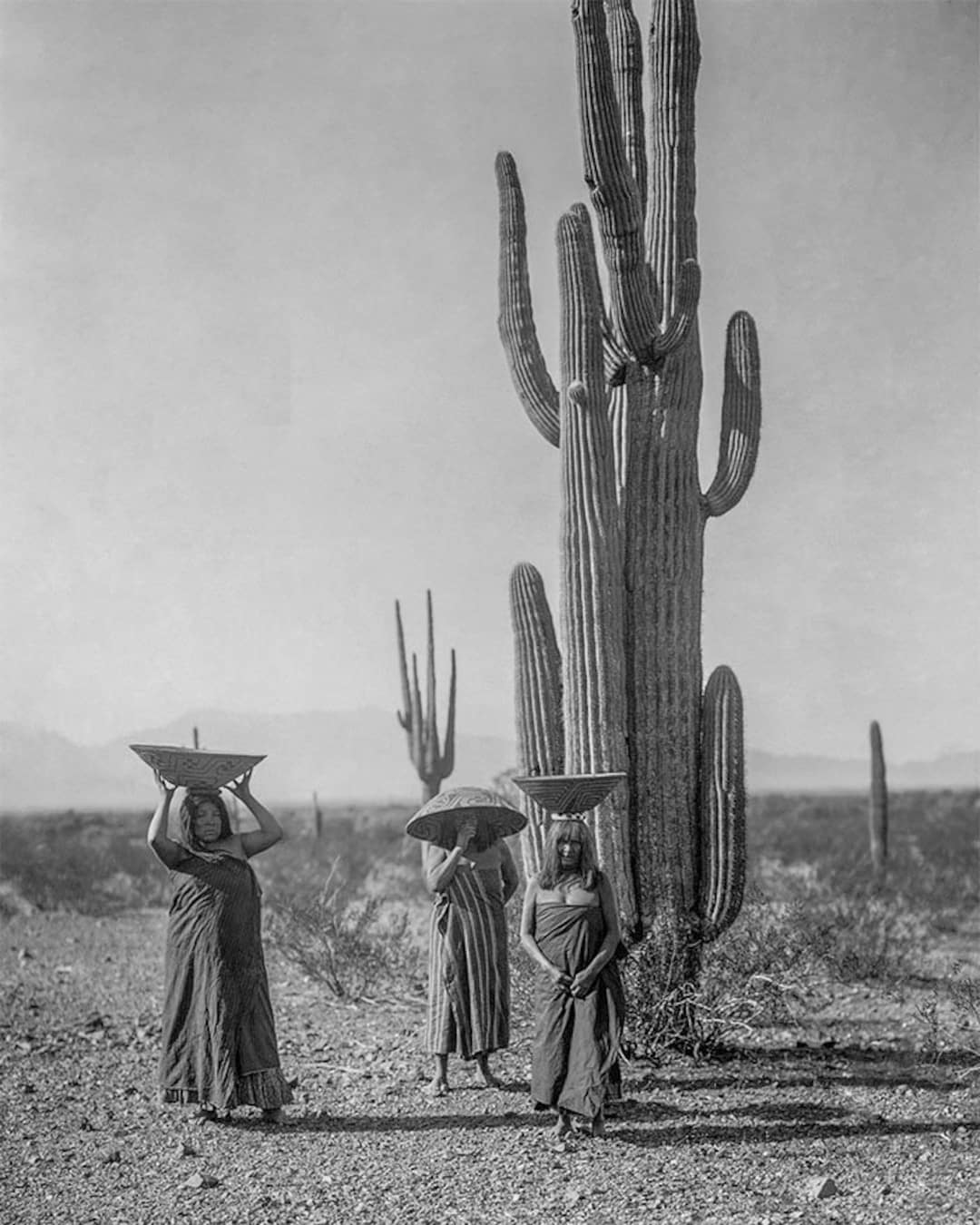 Native American Indian Photography, Women Gathering Fruit From Saguaro ...