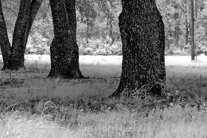 Tree Lined Road Photo Southeast Texas Photo Big Thicket - Etsy