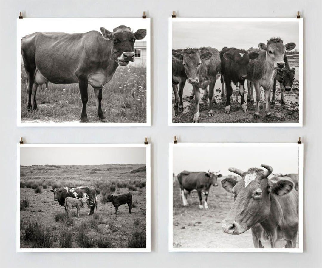 Cow Wall Art, Cow Photography, Black and White, Farmhouse Modern ...