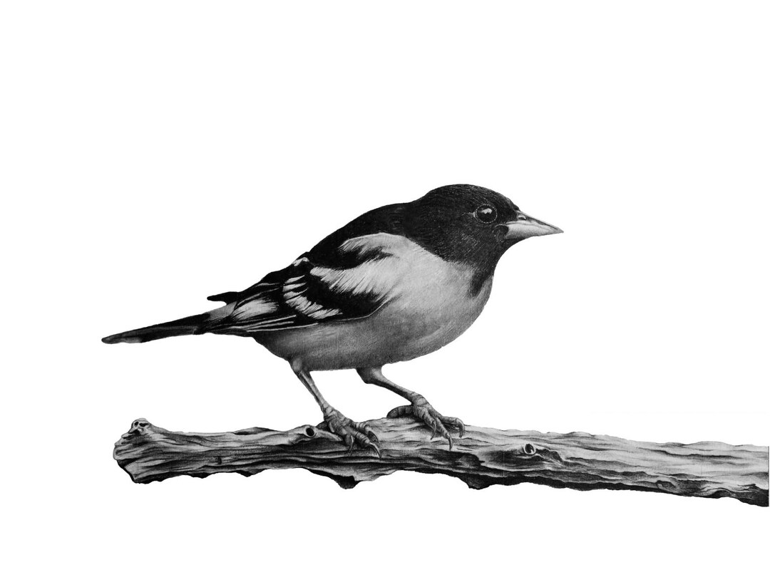 Bird Art Print - Etsy