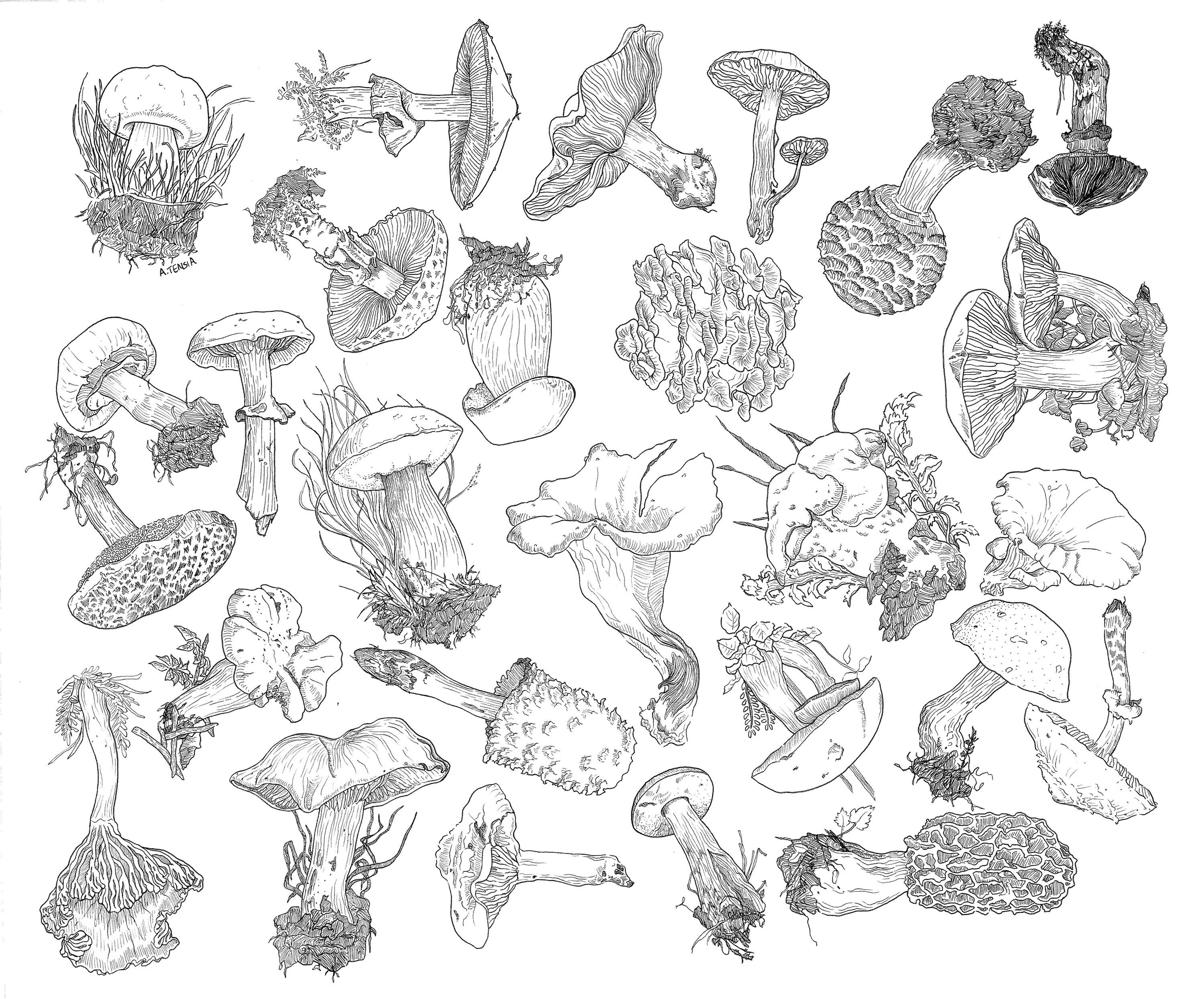 Mycology Poster - Etsy