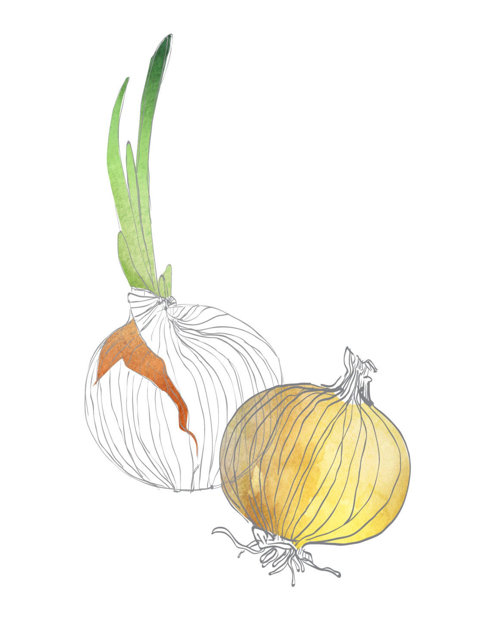 Home Decor - Two Onions Printable Art - Instant Download - Etsy