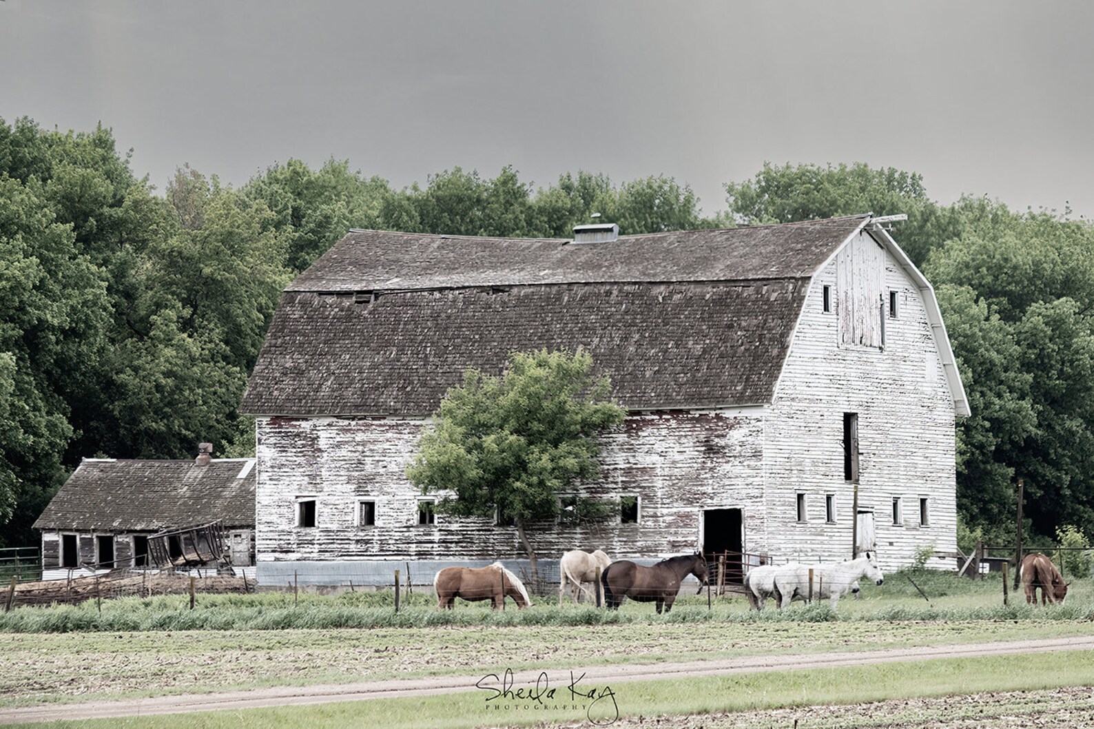 Picture of Old Barn Barn Pictures Picture of Horses Horse - Etsy
