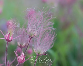 Prairie Smoke Art | Etsy
